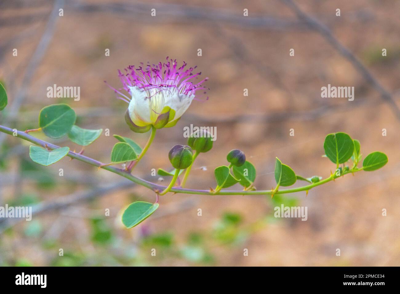 Caper plant hi-res stock photography and images - Alamy