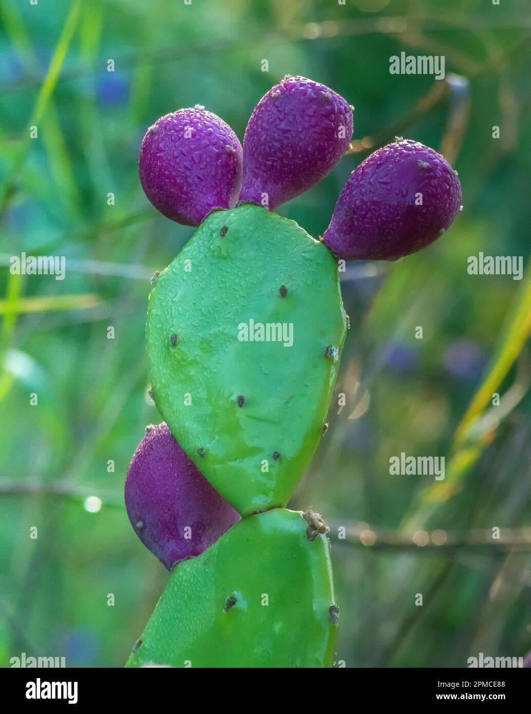 Violet Barbary Fig Cactus in Green Surroundings. Close-up Photography ...