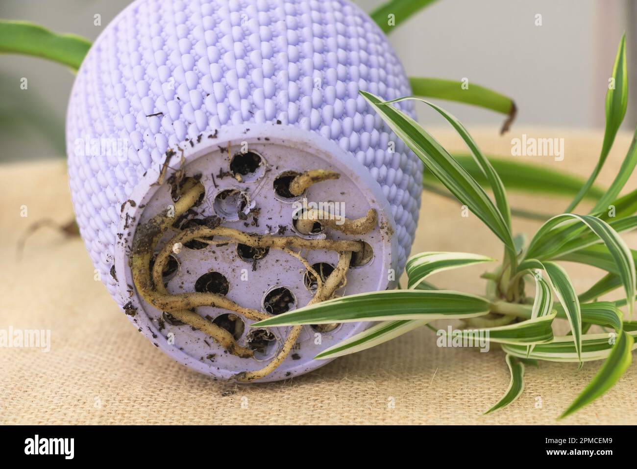 Healthy Spider Plant with Overflowing Roots - A Sign of Vitality and ...