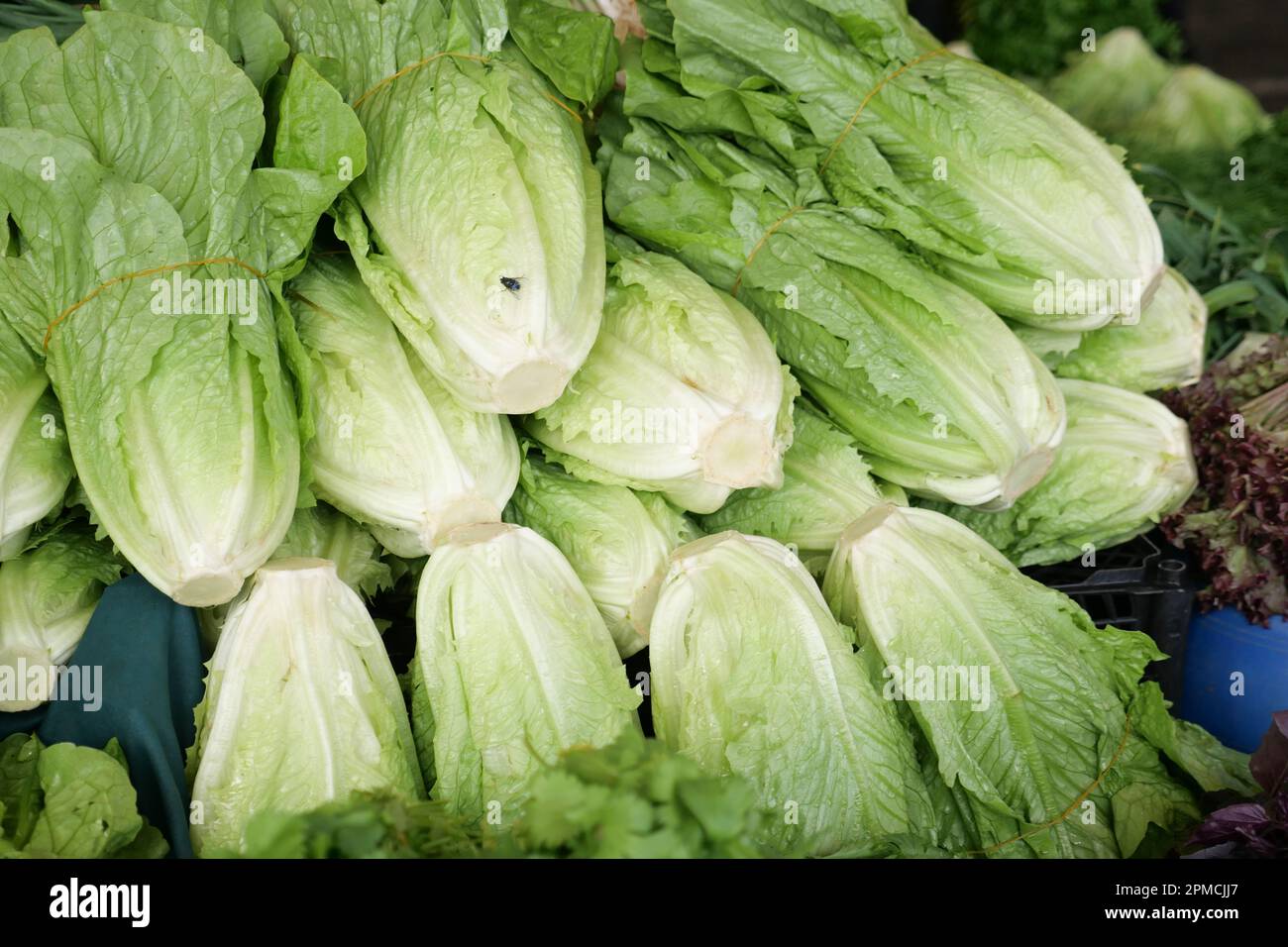 top view of lettus leaf on black background Stock Photo - Alamy