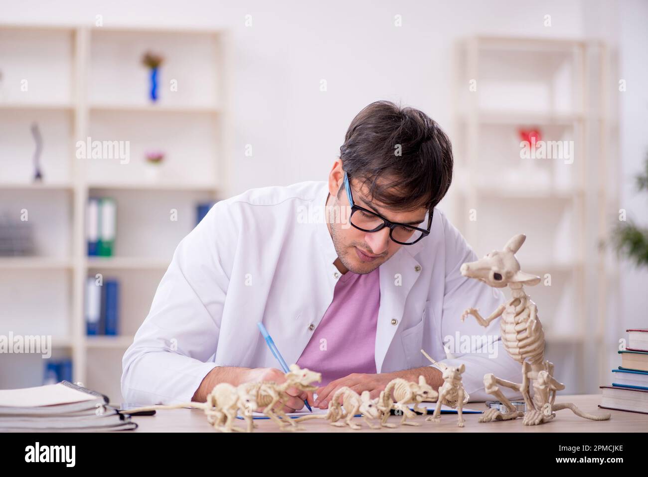 Young paleontologist examining ancient animals at lab Stock Photo - Alamy
