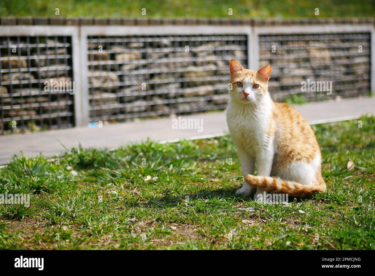 red cat looking around outdoor Stock Photo - Alamy