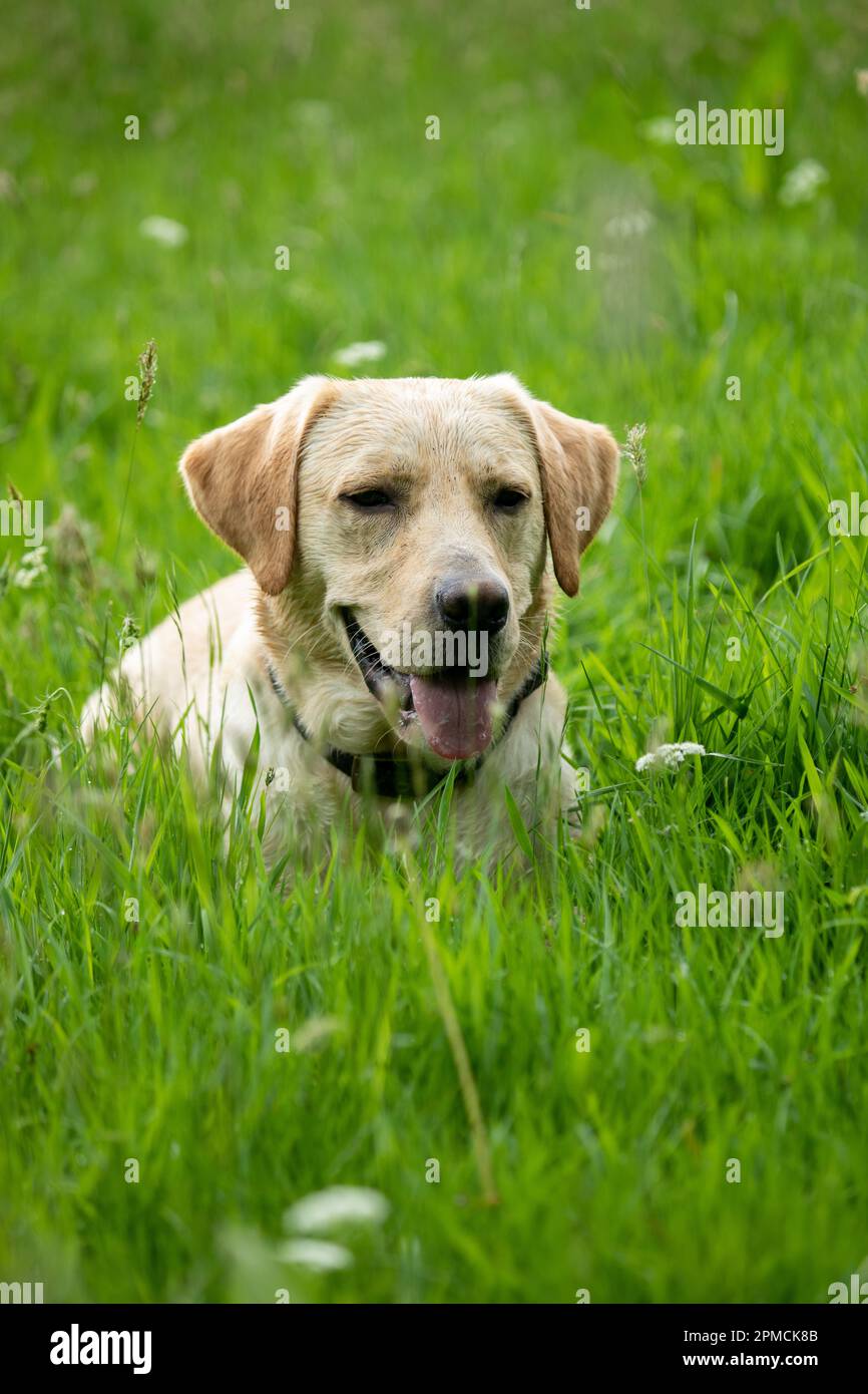 Labrador in the grass hi-res stock photography and images - Alamy