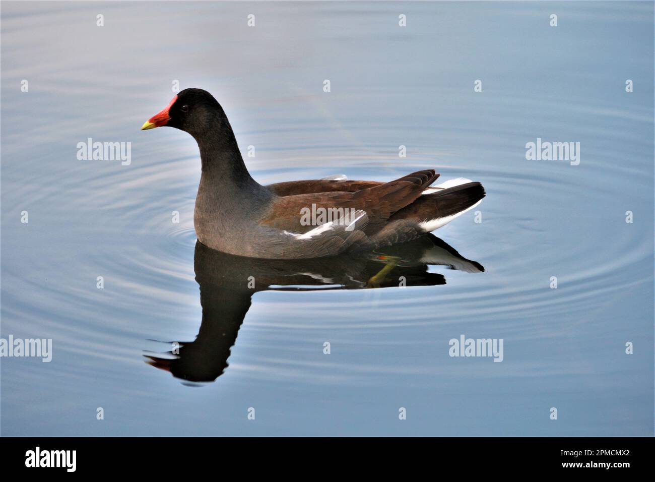 A common moorhen gliding through the tranquil water, illuminated by the ...