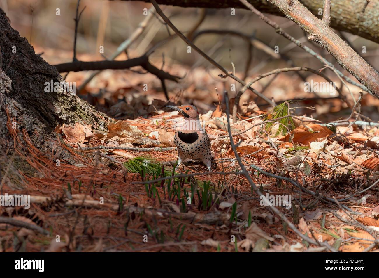 The northern flicker (Colaptes auratus) collect food in the forest ...