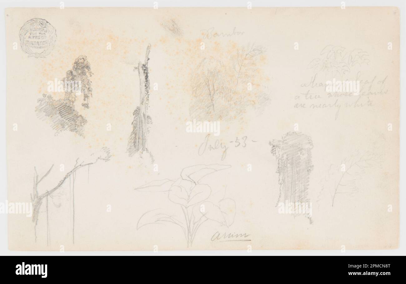 Drawing, Botanical Sketches from Colombia: Bamboo Trees, Trunks and ...