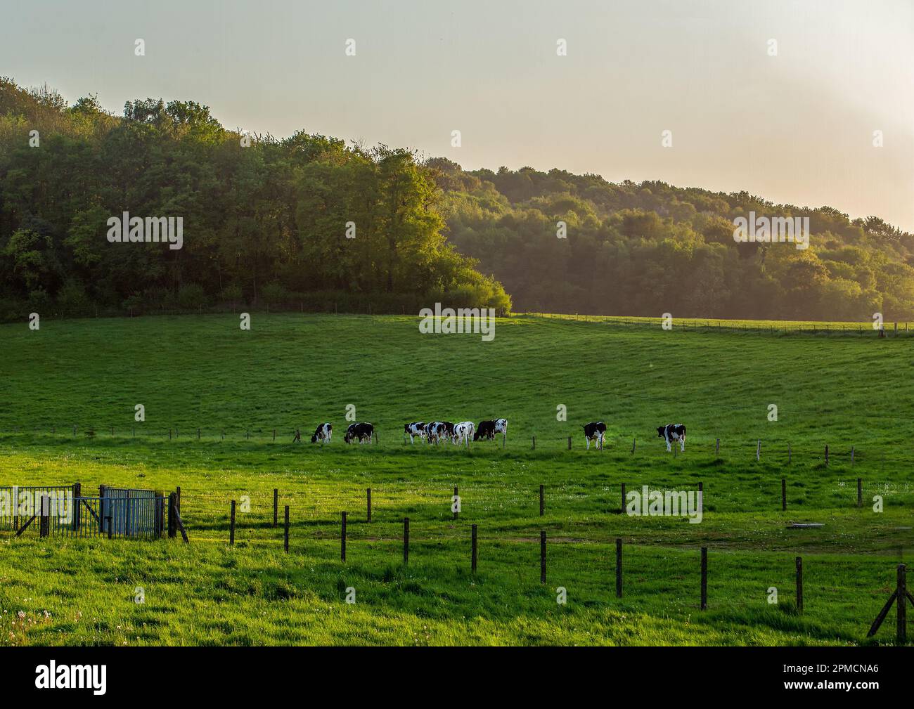 Country Idyll of Normandy: landscape sunset nature with white cows with ...
