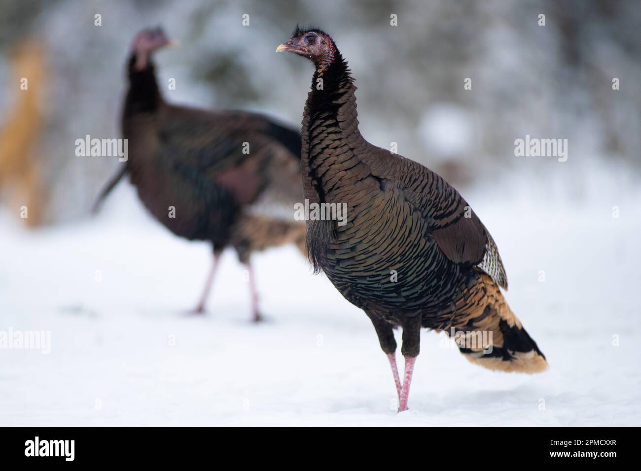 Wild turkeys forage in the snowy landscape, fluffed up and resilient in ...