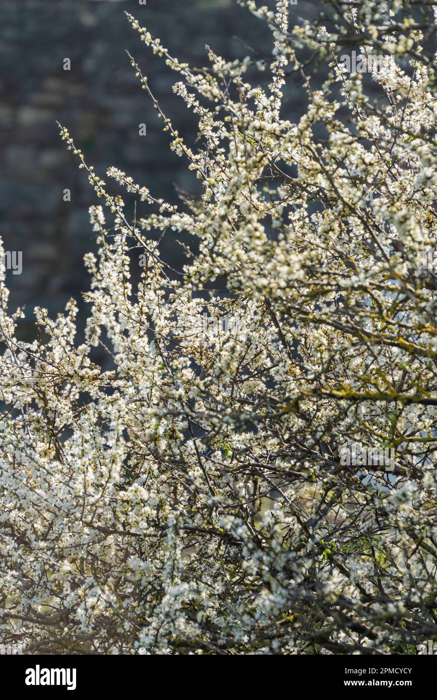 Roberts blossom hi-res stock photography and images - Alamy