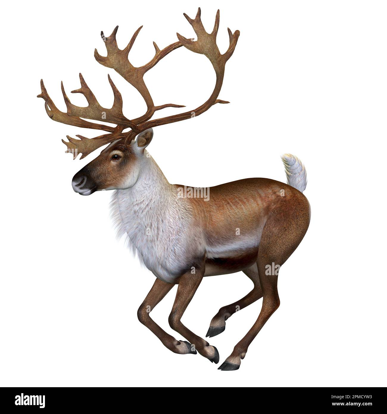 The Caribou deer also called a reindeer lives in the northern regions ...