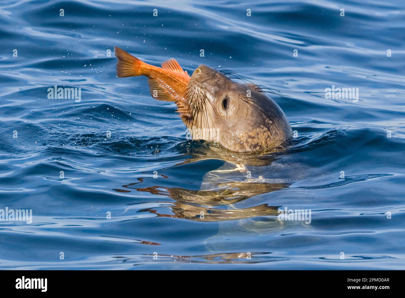 Northern Elephant Seal feeding on bocaccio, Mirounga angustirostris ...