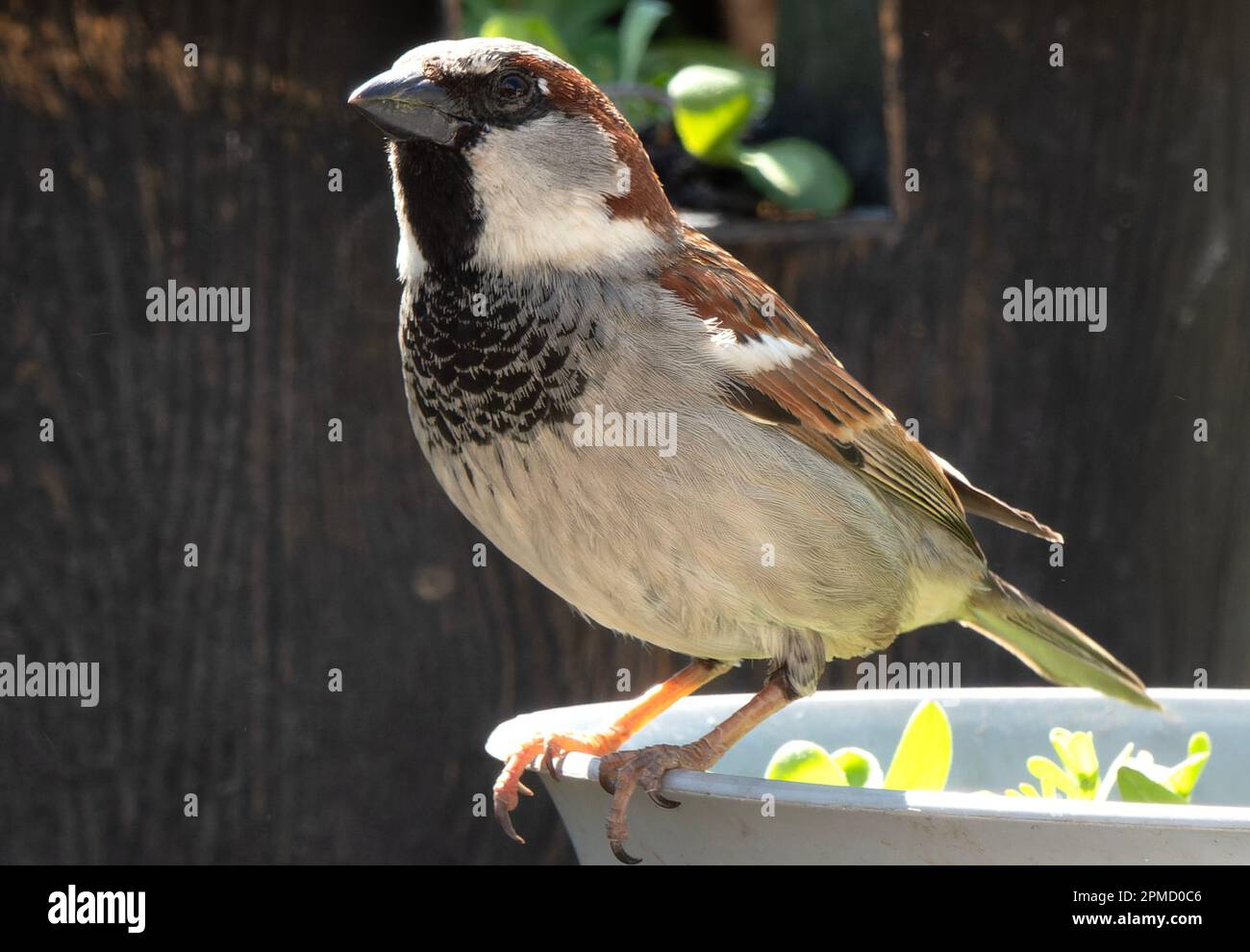 A small English Sparrow on the backyard deck Stock Photo - Alamy