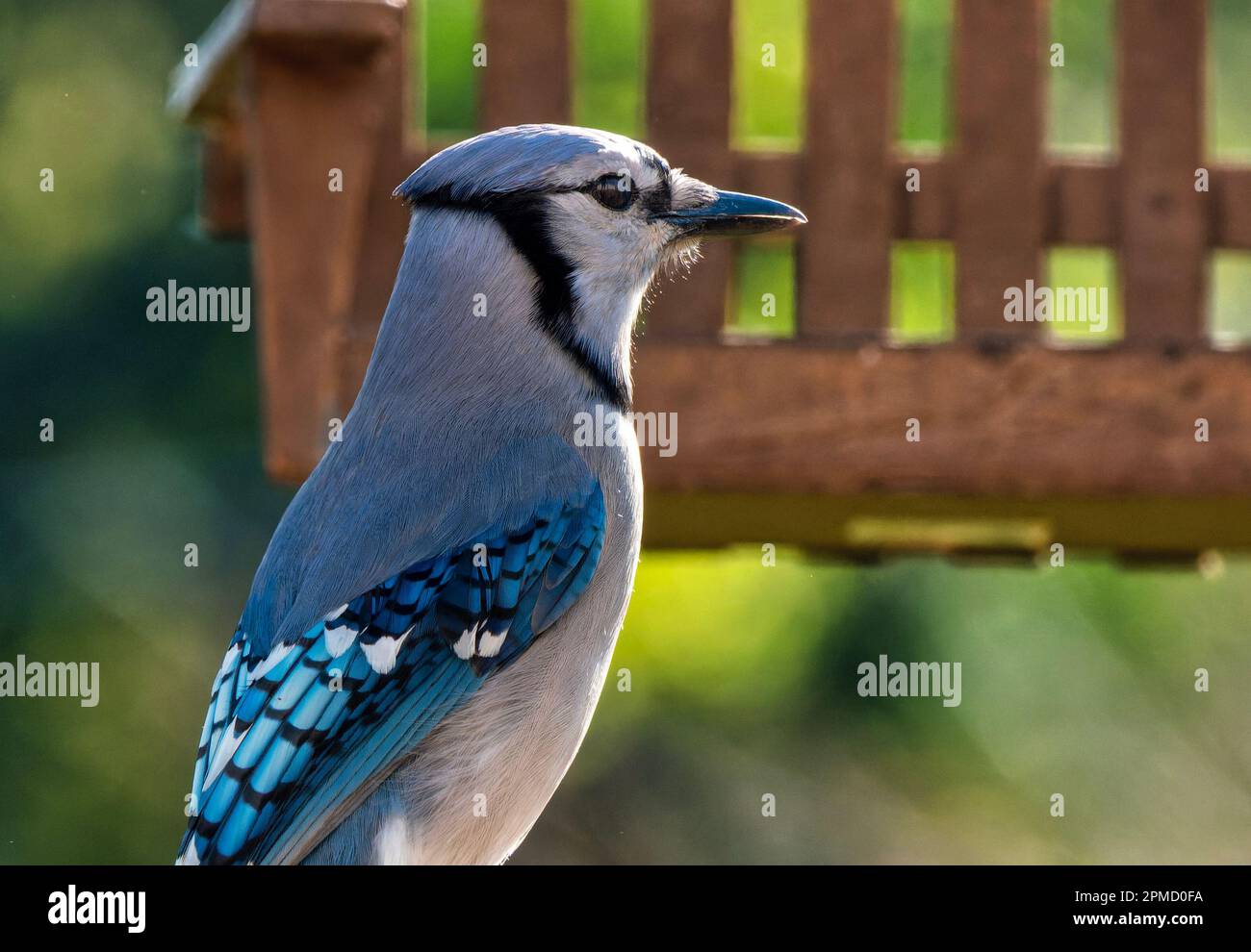 A Bluejay arrives on the backyard deck Stock Photo - Alamy