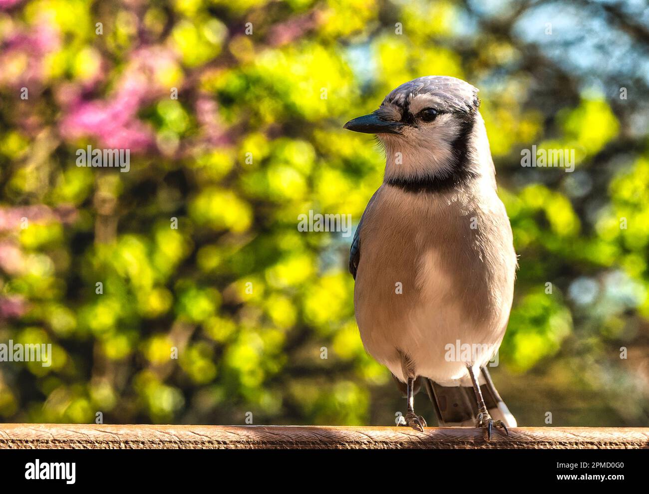 A Bluejay arrives on the backyard deck Stock Photo - Alamy