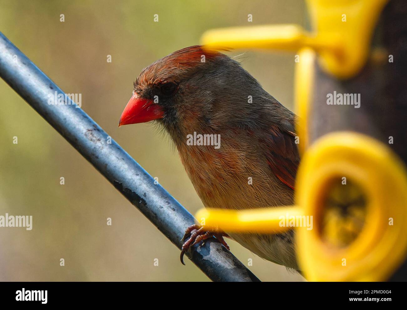 Northern Cardinal behind the Finch Feeder Stock Photo - Alamy