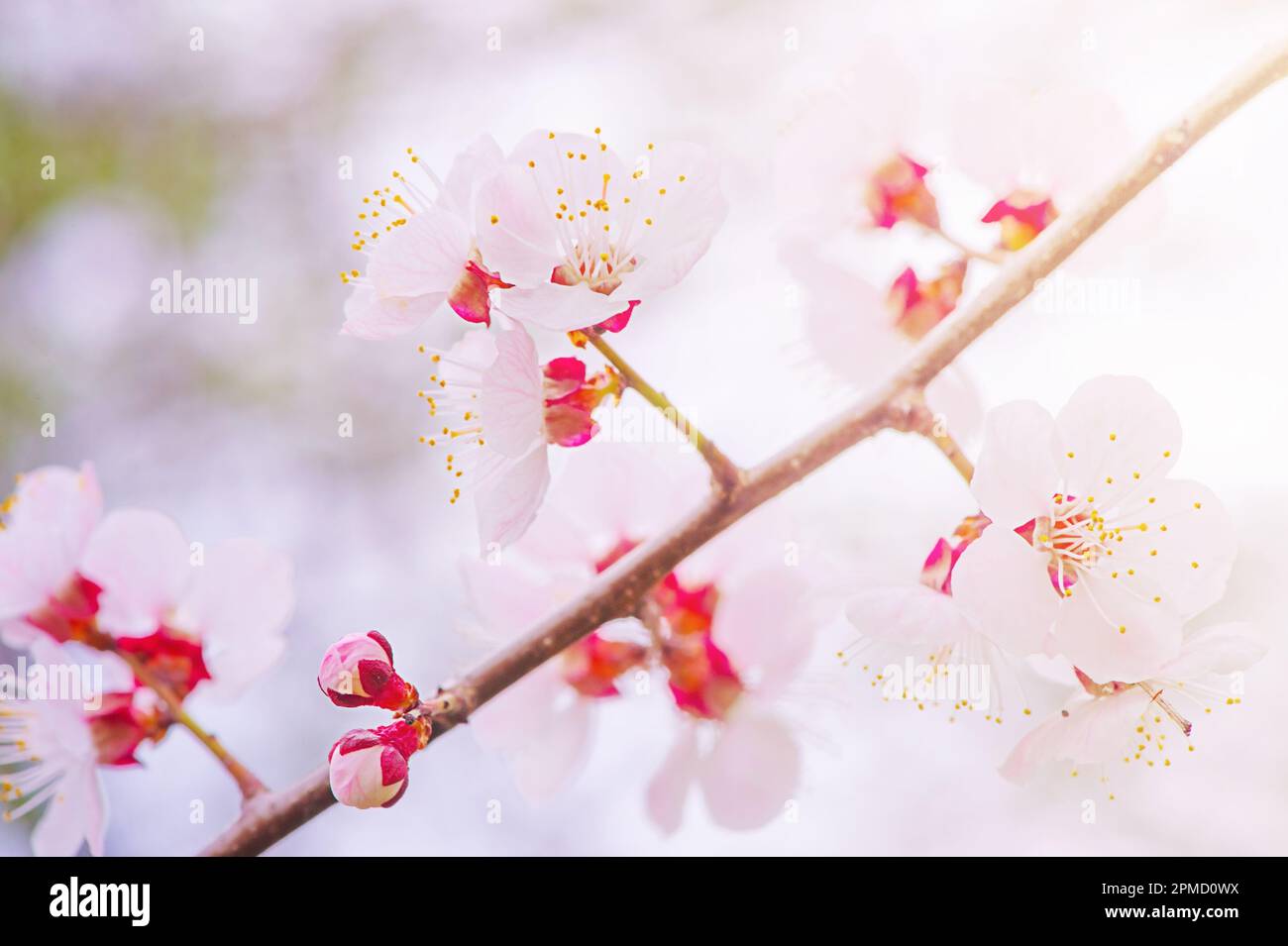 Flowering trees in spring. White with pink flowers on a tree branch ...