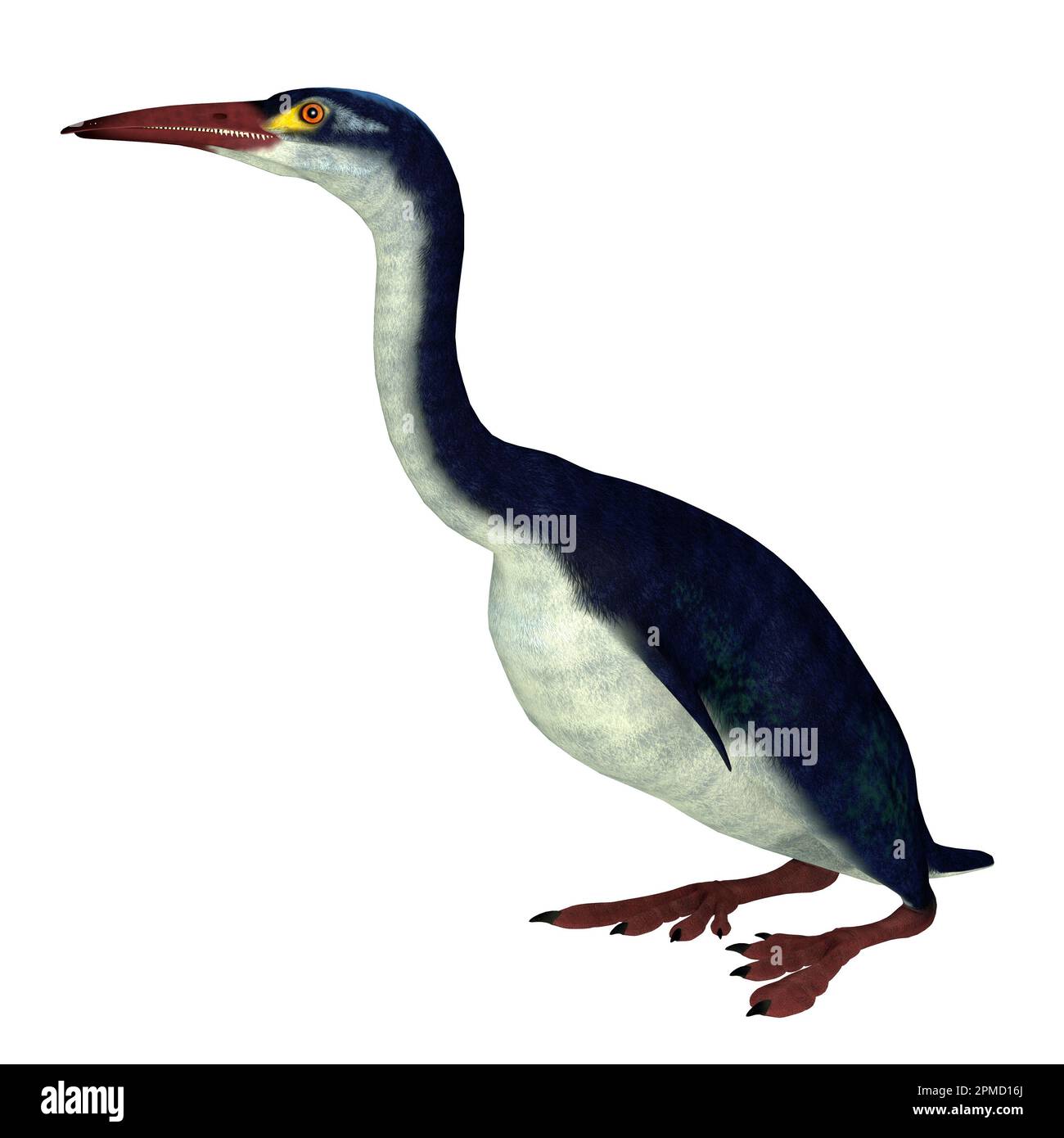 Hesperornis is a genus of flightless aquatic birds that lived in the ...