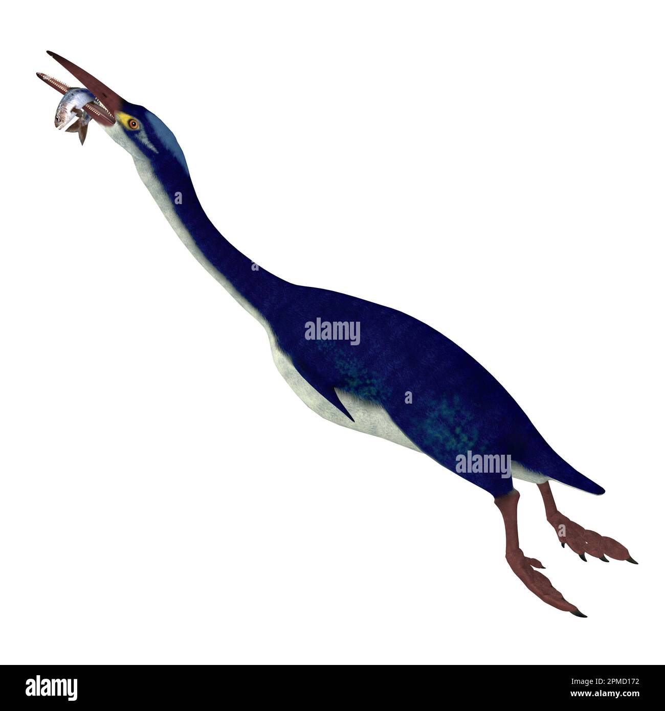 Hesperornis is a genus of flightless aquatic birds that lived in the ...