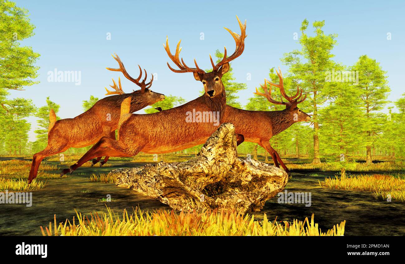 The Red deer is native to Europe, Asia, Iran and Africa is one of the ...