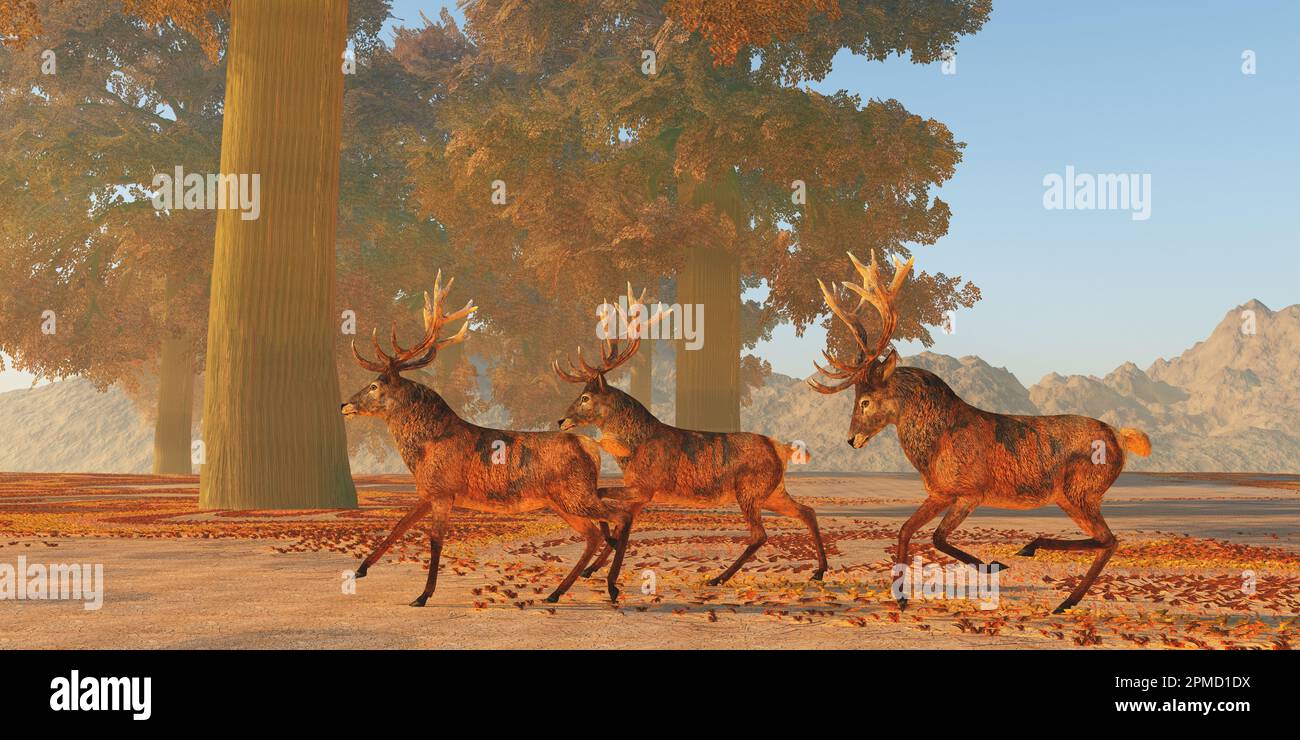 The Red deer is native to Europe, Asia, Iran and Africa is one of the ...