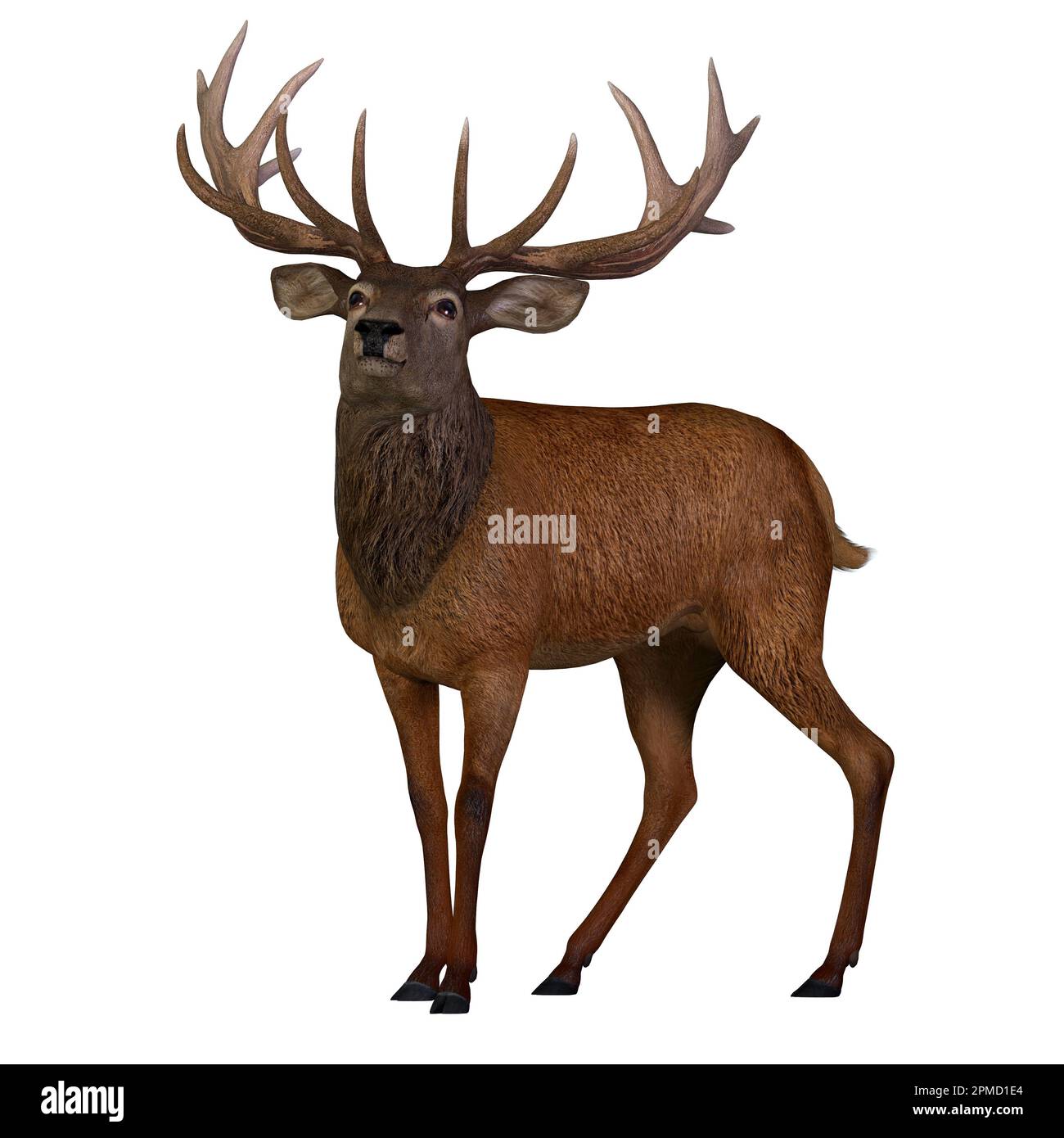 The Red deer is native to Europe, Asia, Iran and Africa is one of the ...