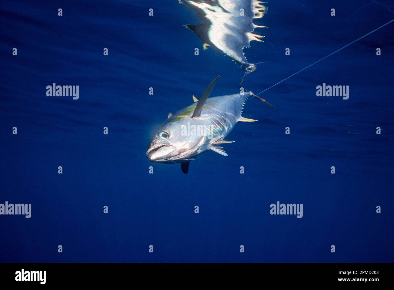 yellowfin tuna, Thunnus albacares, San Diego, California, USA, East ...
