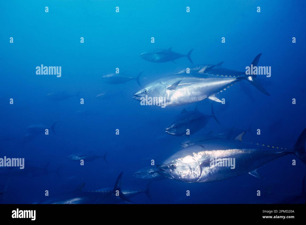 Pacific bluefin tuna, Thunnus orientalis, Baja California, Mexico ...