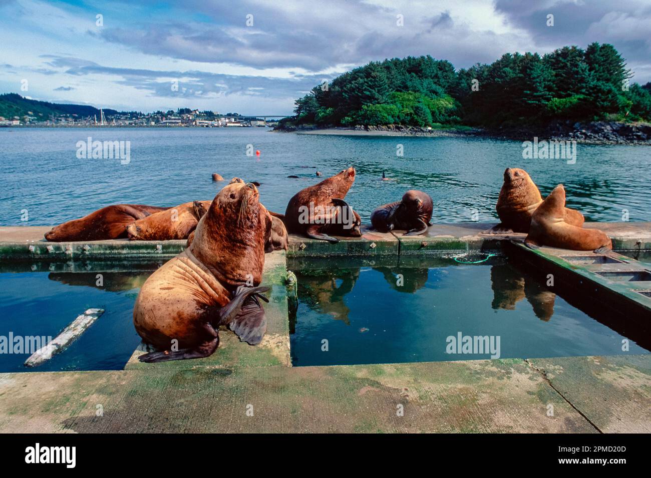 Steller sea lions, Eumetopias jubatus, floating docks, Kodiak Harbor ...