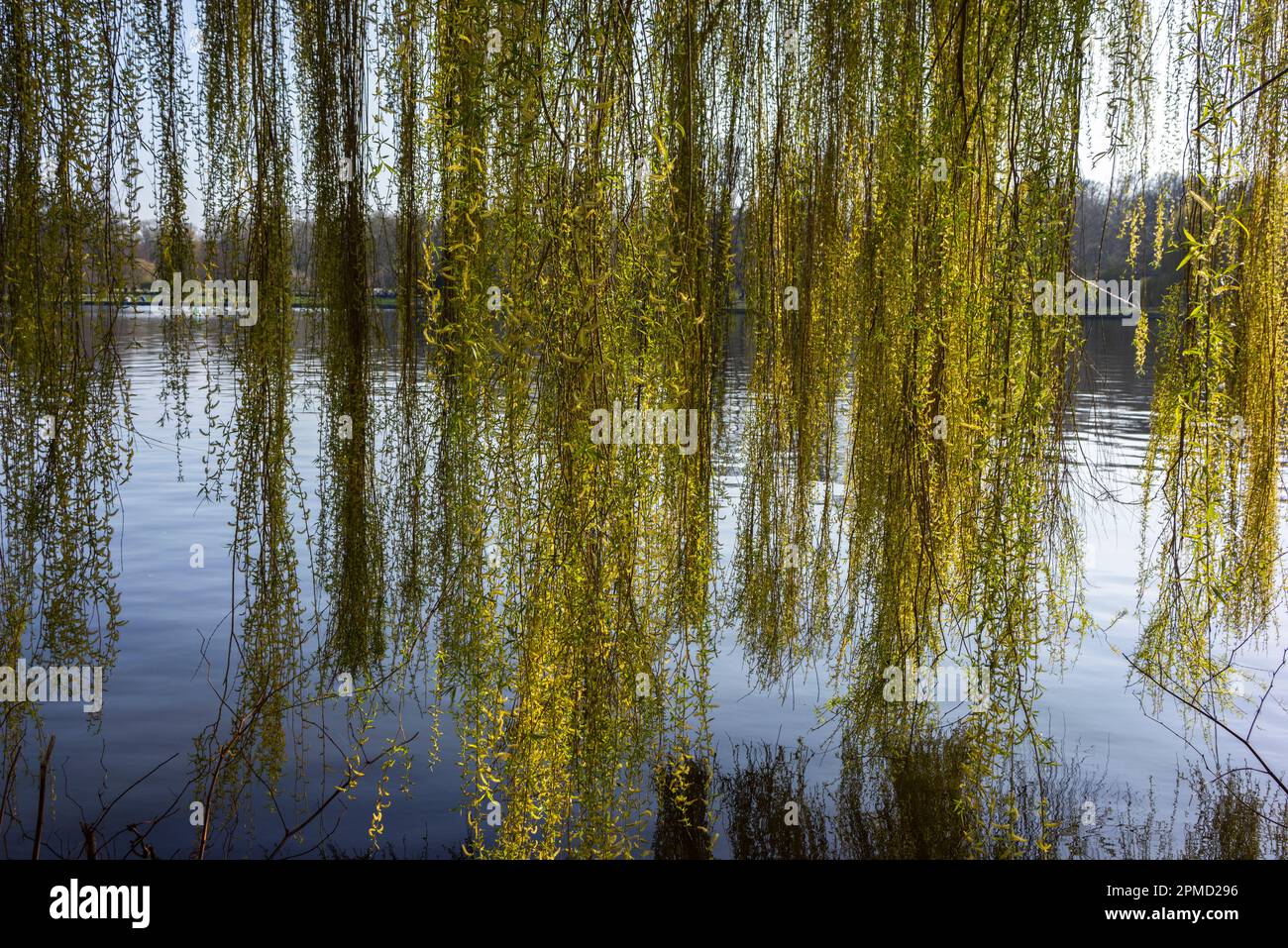 Branches of a weeping willow (Salix babylonica) hanging over the river ...