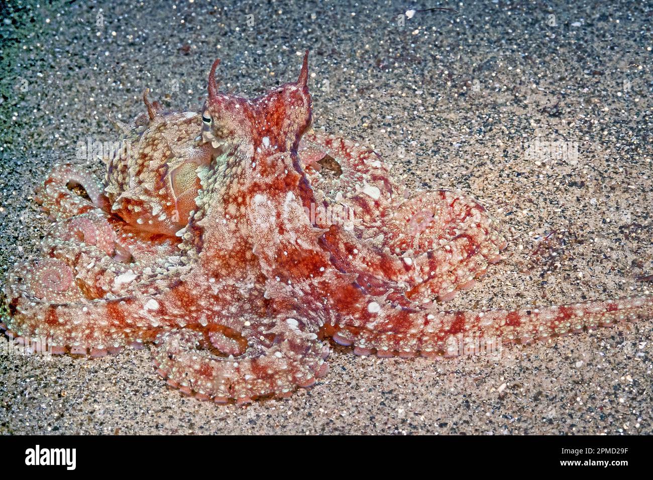 East Pacific red octopus, or ruby octopus, Octopus rubescens, instant ...