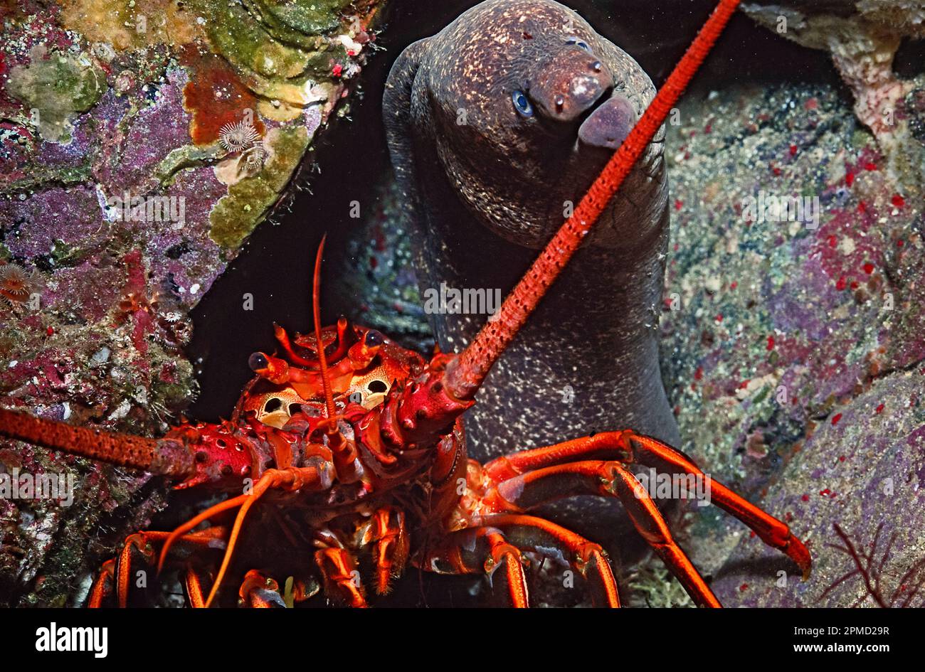 California moray eel, Gymnothorax mordax, and spiny lobster, Panulirus ...