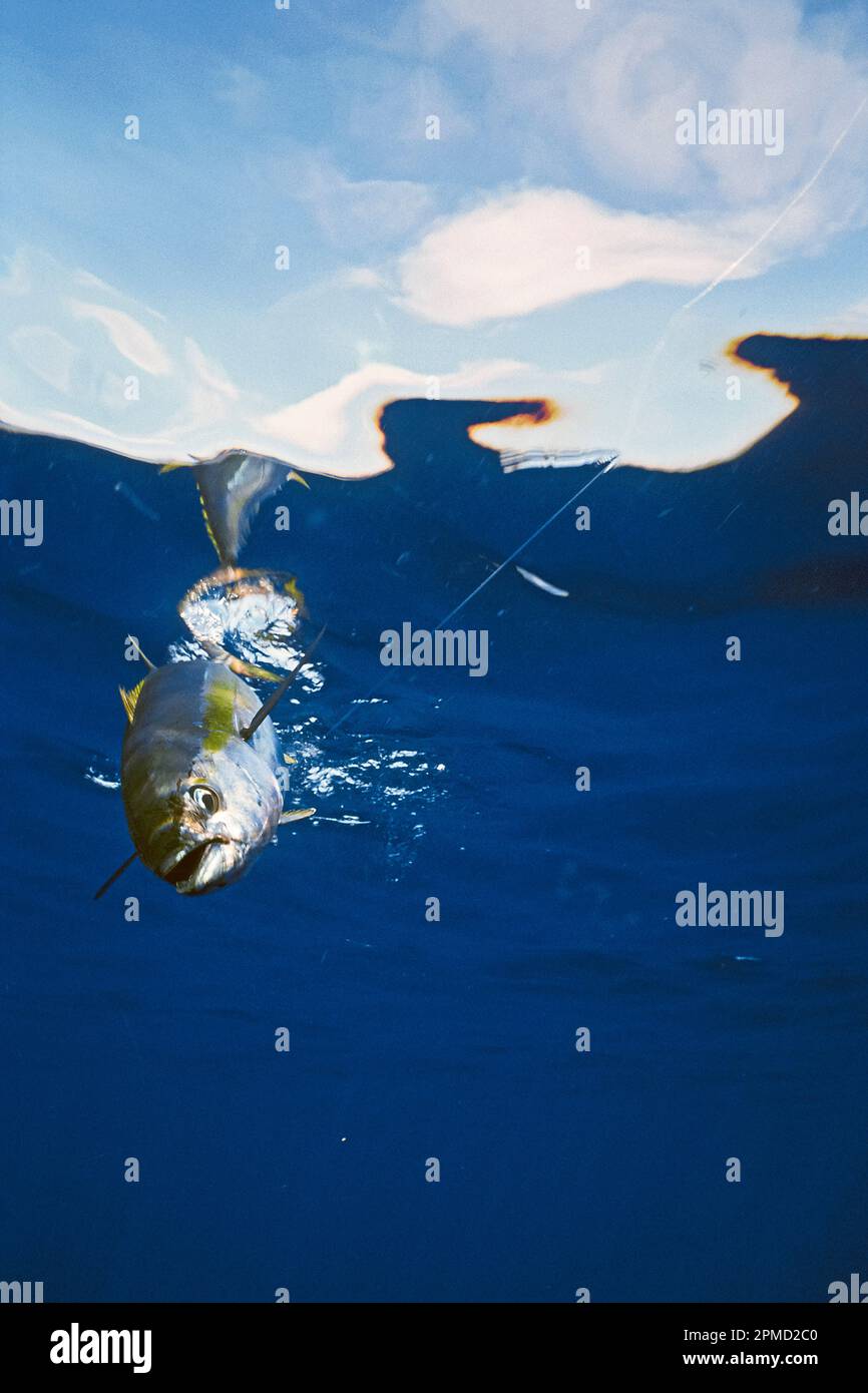 yellowfin tuna, Thunnus albacares, San Diego, California, USA, Pacific ...