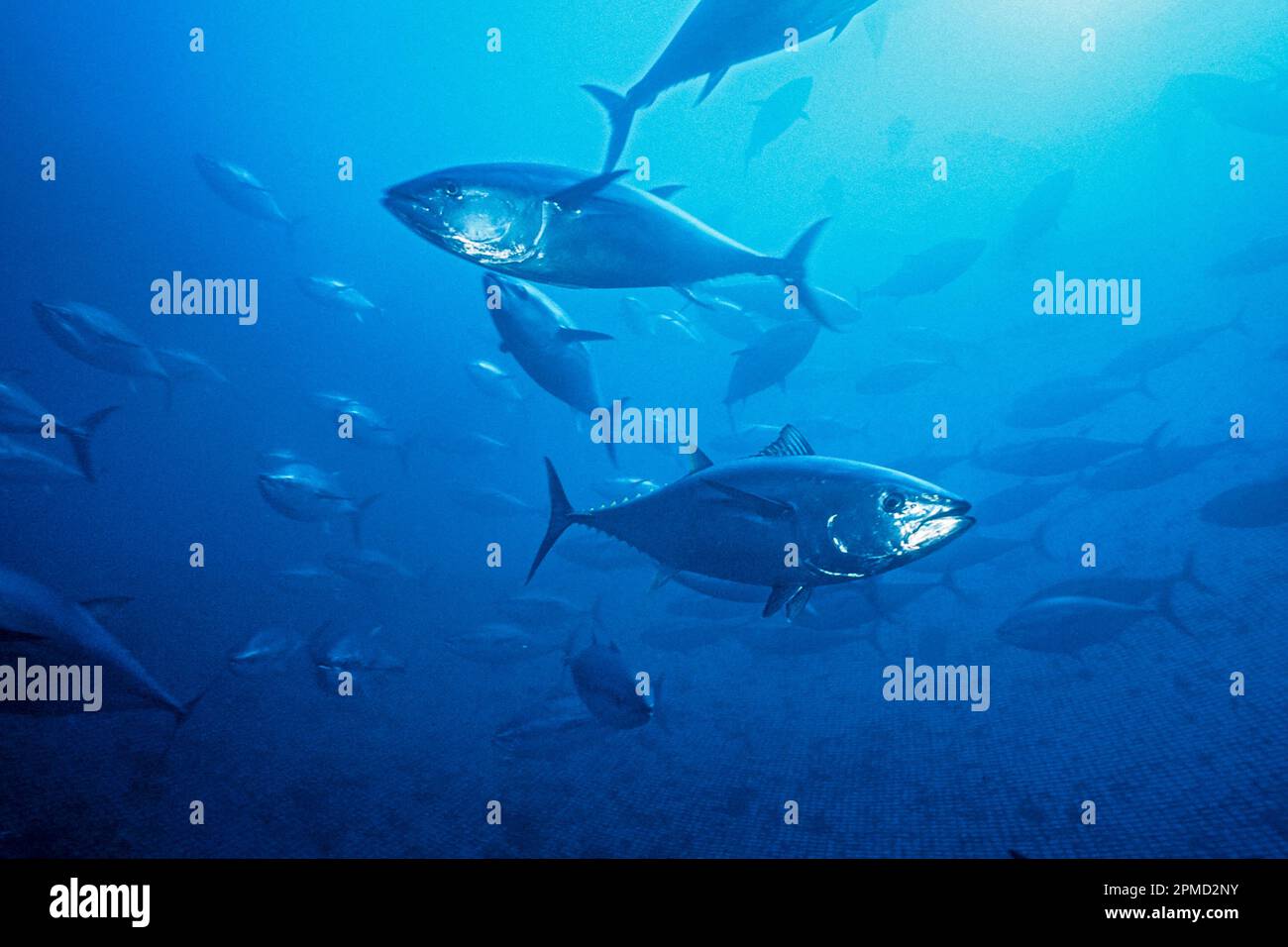 Pacific Ocean bluefin tuna, Thunnus orientalis, captive at a tuna farm ...