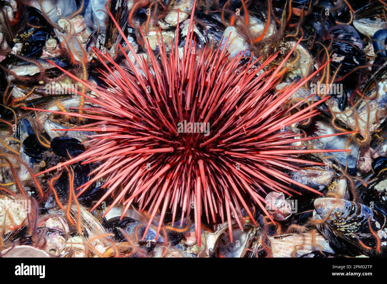 red sea urchin, Strongylocentrotus franciscanus, California, Pacific ...