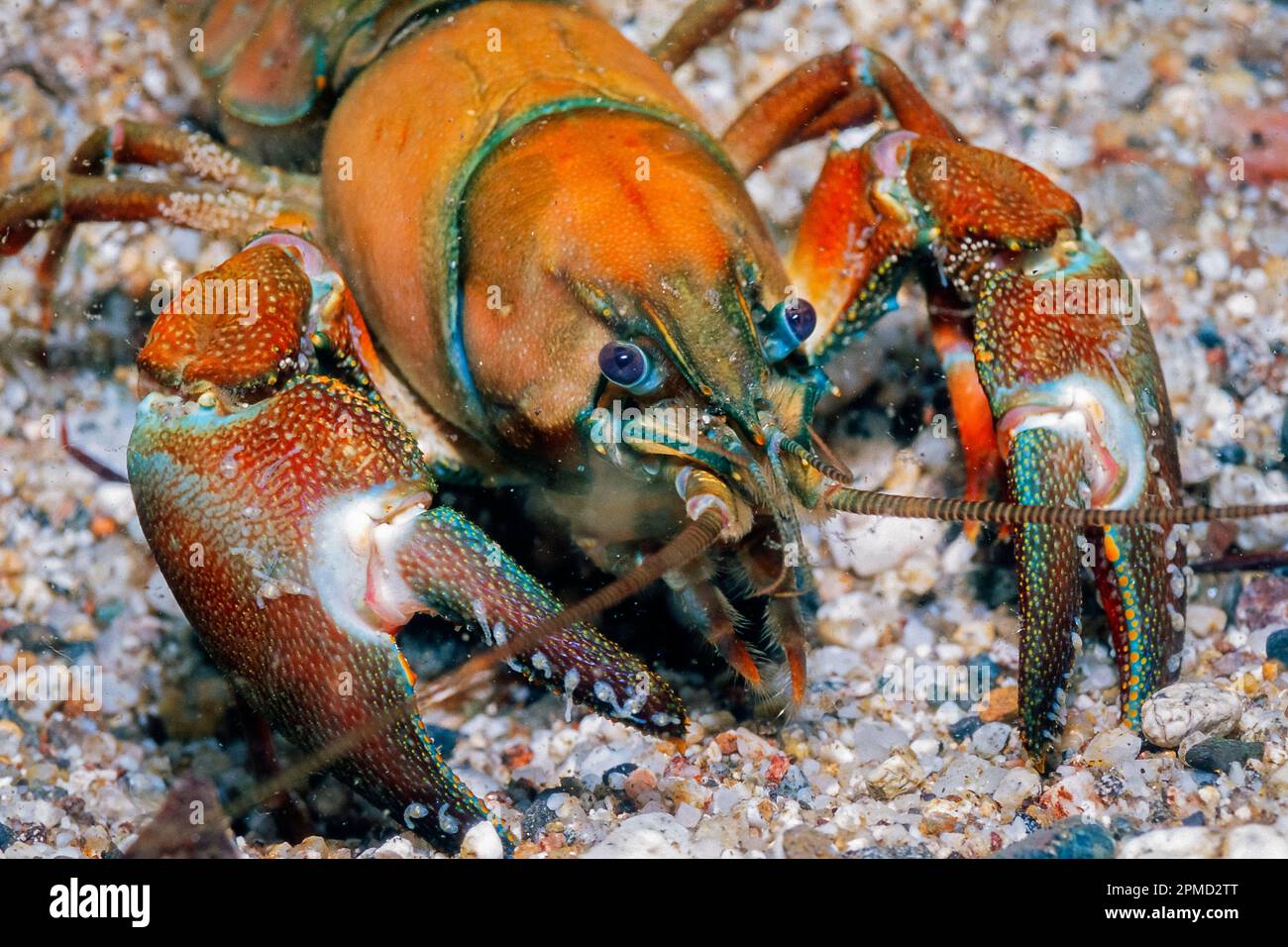 signal crayfish, Pacifastacus leniusculus, Big Sur River, Big Sur ...