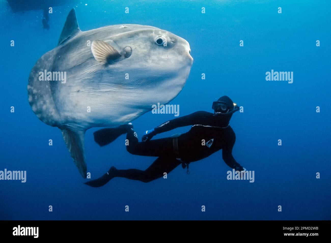 snorkeler and ocean sunfish, Mola mola, open ocean, San Diego ...