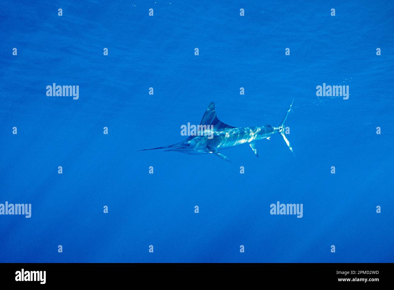 game fish, striped marlin, Kajikia audax, off Magdalena Bay, Baja ...