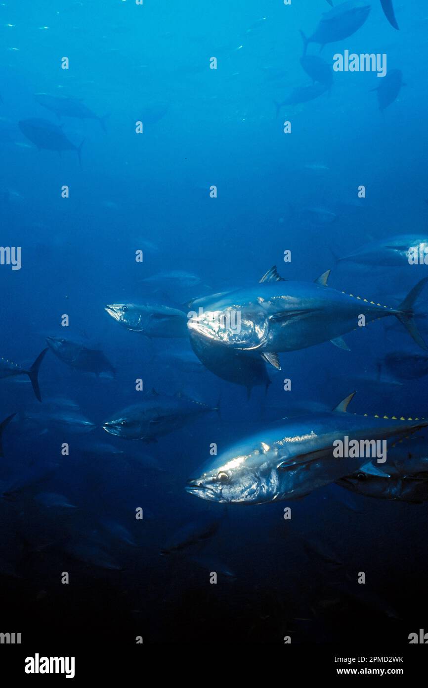 Pacific Ocean bluefin tuna, Thunnus orientalis, Baja, California ...