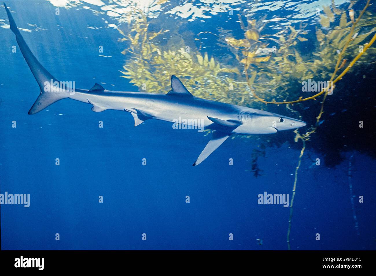 blue shark, Prionace glauca, California, Pacific Ocean Stock Photo - Alamy
