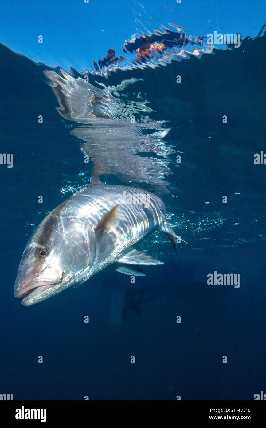 Amberjack fish mexico hi-res stock photography and images - Alamy