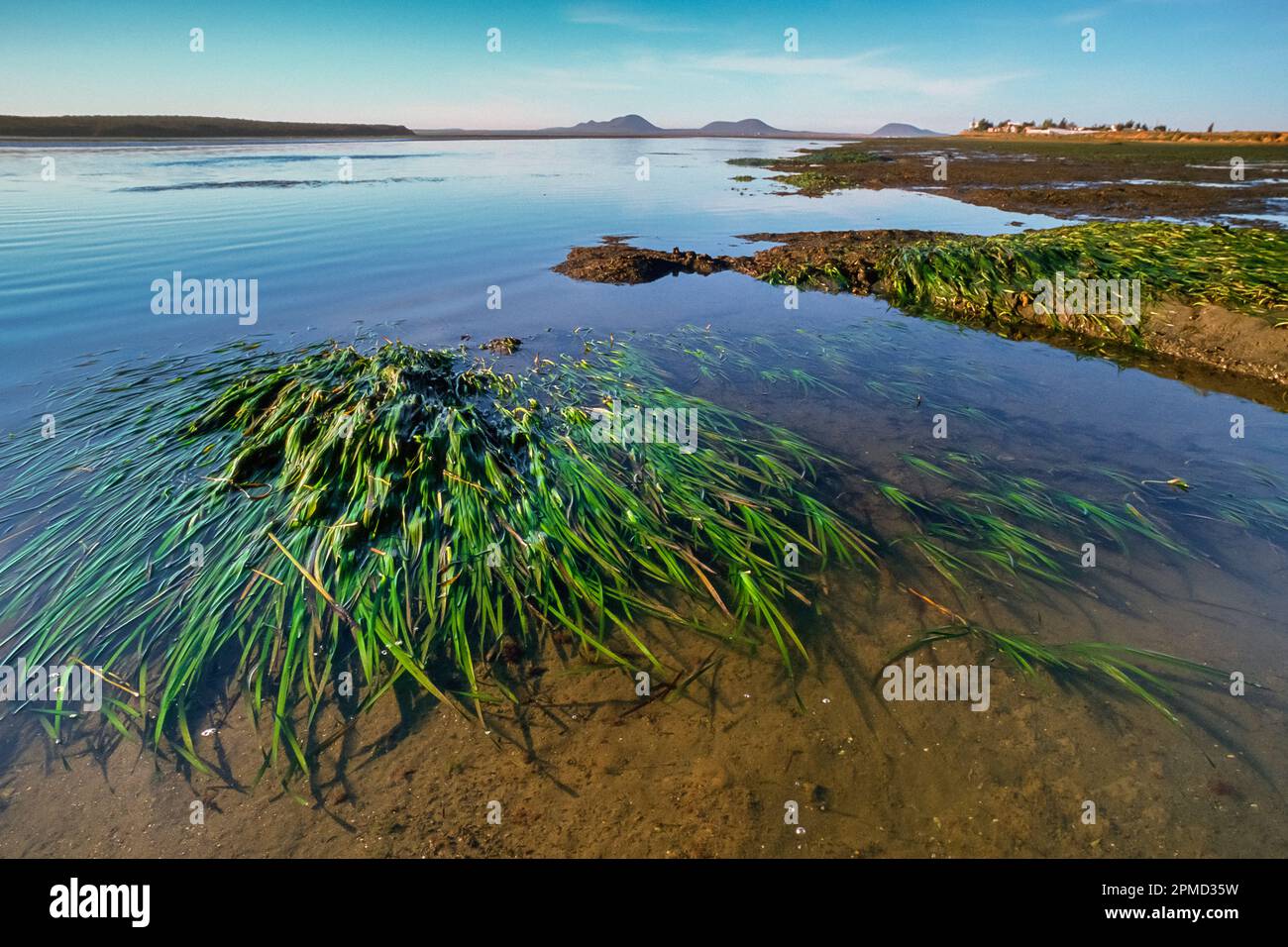 Eelgrass and baja hi-res stock photography and images - Alamy