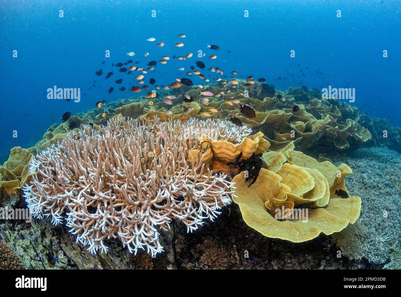 Cabbage coral, Turbinaria reniformis, and Acropora coral, Calypso Reef ...