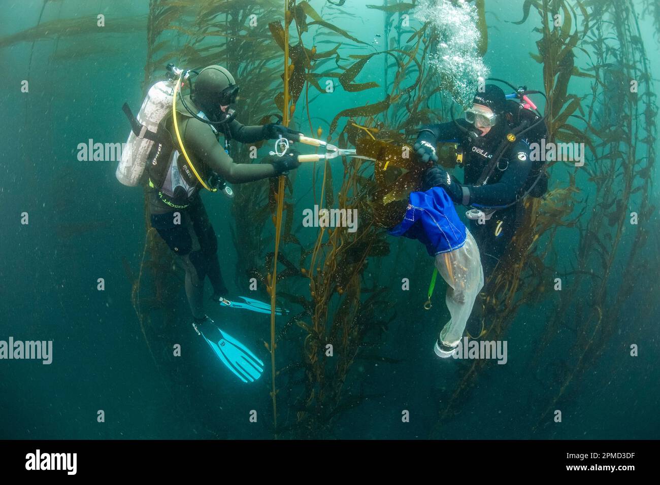 UC Santa Cruz research divers, Kathy Gilles and Chris Reeves harvest ...