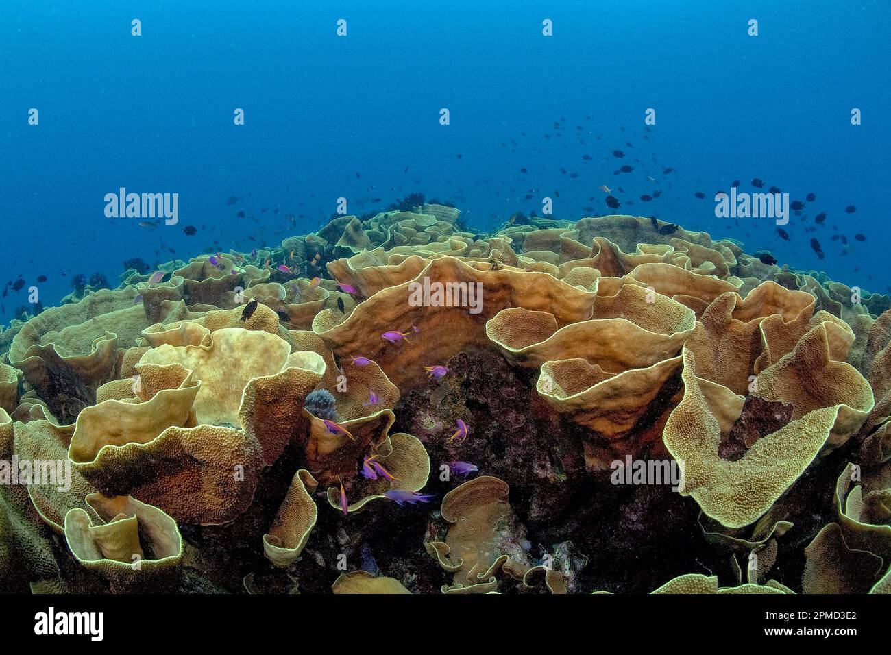 Cabbage coral, Turbinaria reniformis, Calypso Reef, off Normanby Island ...
