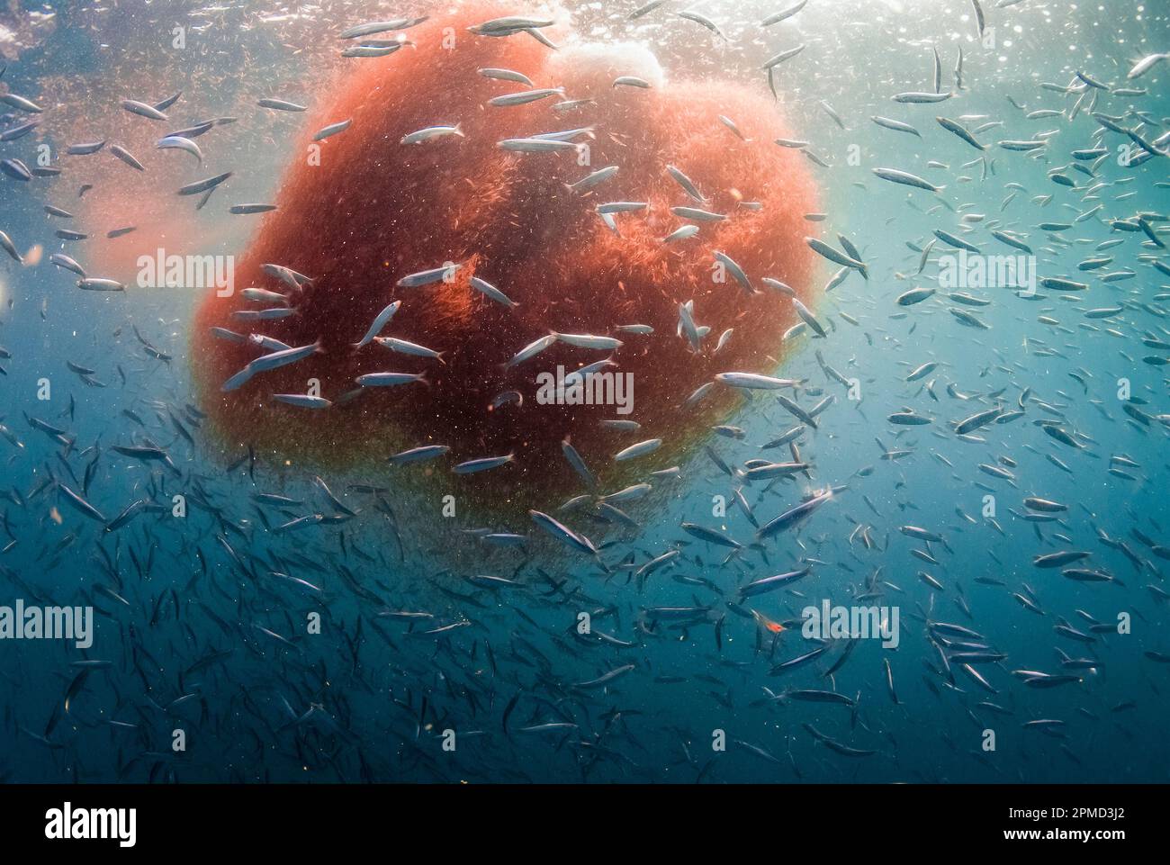 Sardinops caeruleus hi-res stock photography and images - Alamy