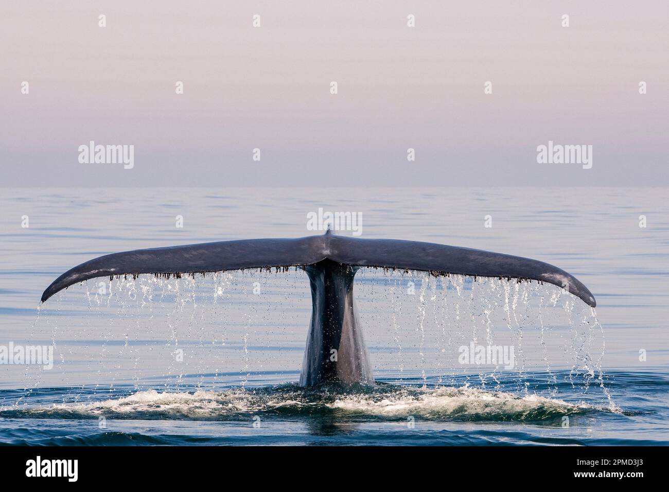 Blue Whale, Balaenoptera musculus, fluke, fluking, water drops on tail ...