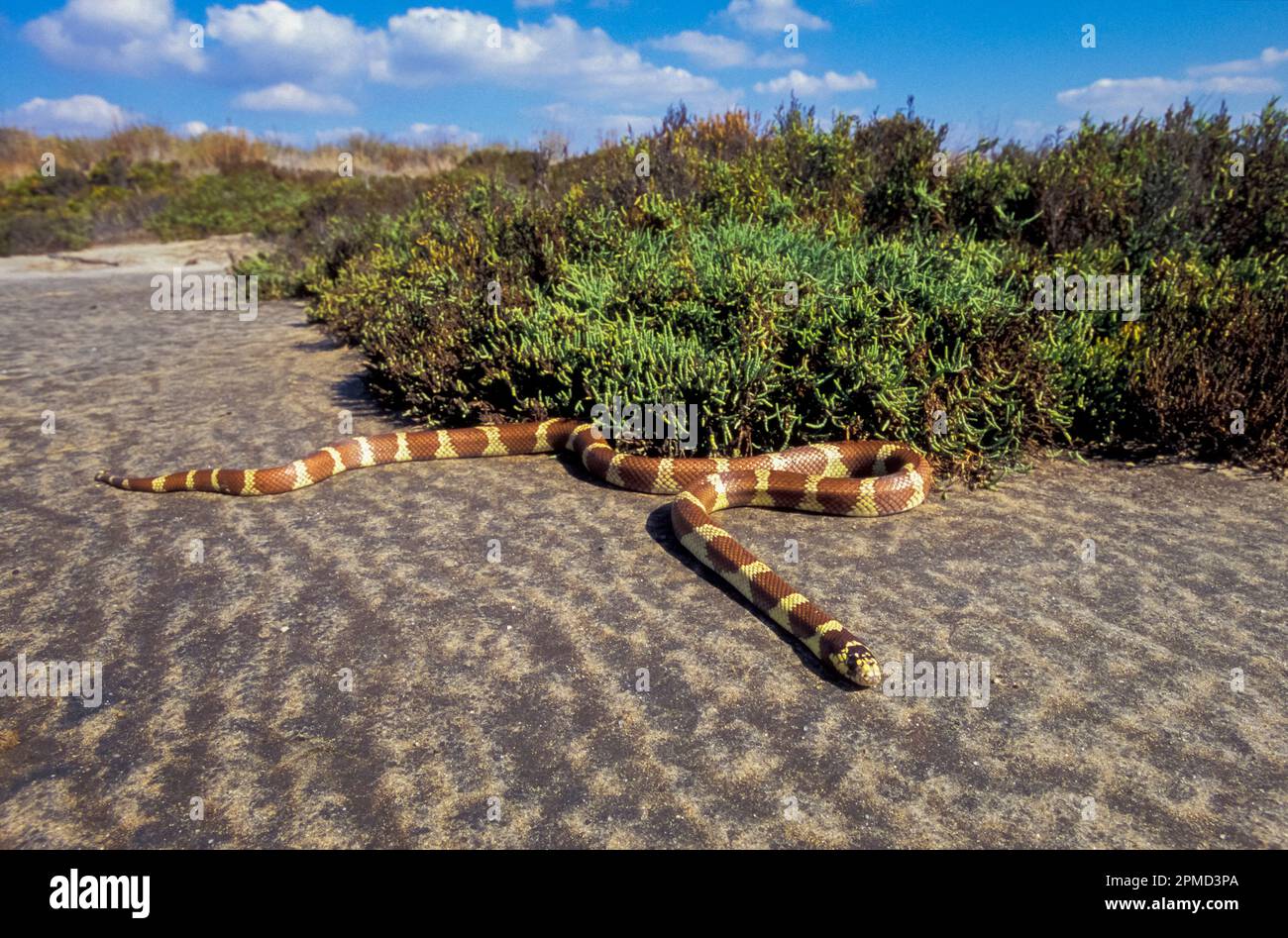 Kingsnake lampropeltis sp hi-res stock photography and images - Alamy