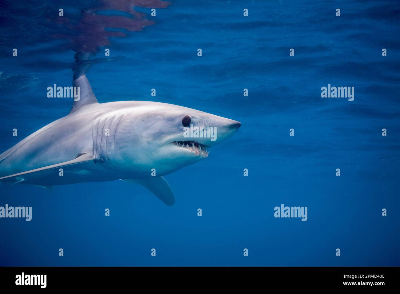 Lateral line shark hi-res stock photography and images - Alamy
