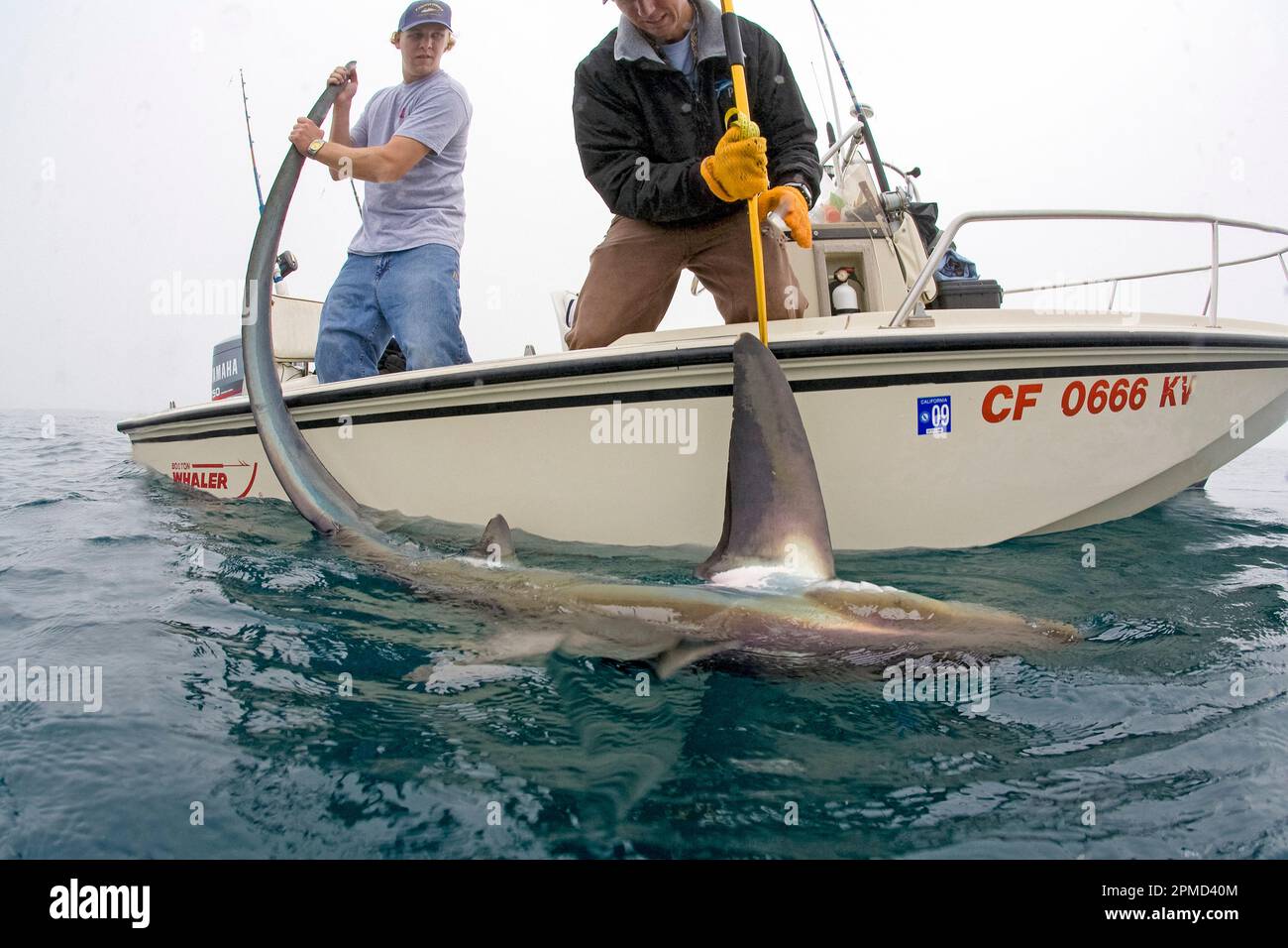 common thresher shark, Alopias vulpinus, PIER scientists, researchers ...
