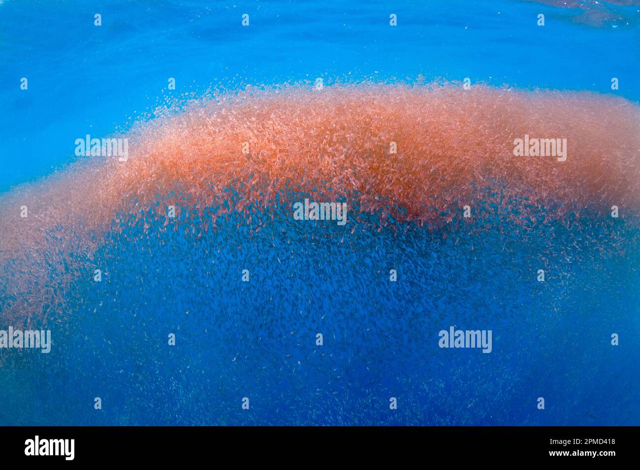 Antarctic Krill Swarm